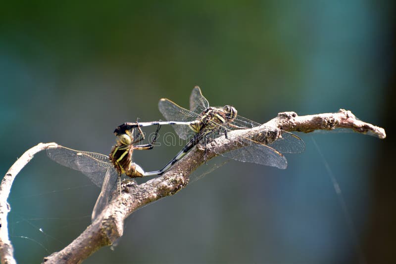 Libellule De Accouplement En Position De Roue Photo stock - Image du ...