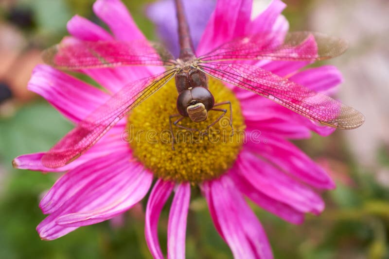 La Libellule Rose Avec Les Ailes Transparentes Sur Les Pierres Noires ...