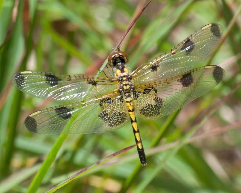 Libellule en jaune et noir image stock. Image of libellule - 50668361