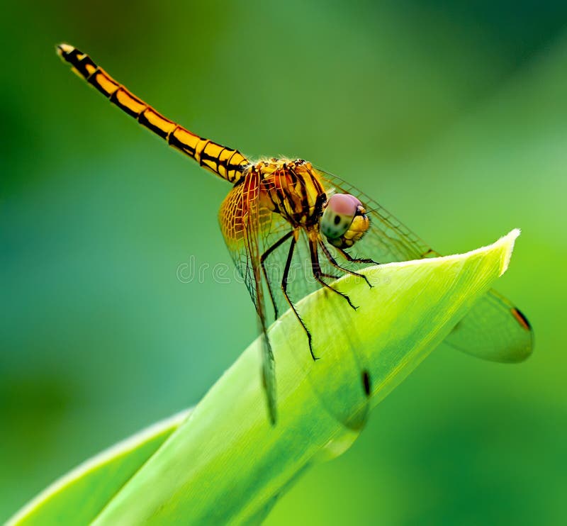 Libellule jaune image stock. Image of malaisie, insecte - 38584883