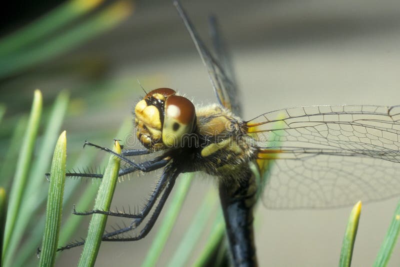 Libellule Jaune Se Reposant Et Mangeant Sur Une Feuille, Photo stock ...
