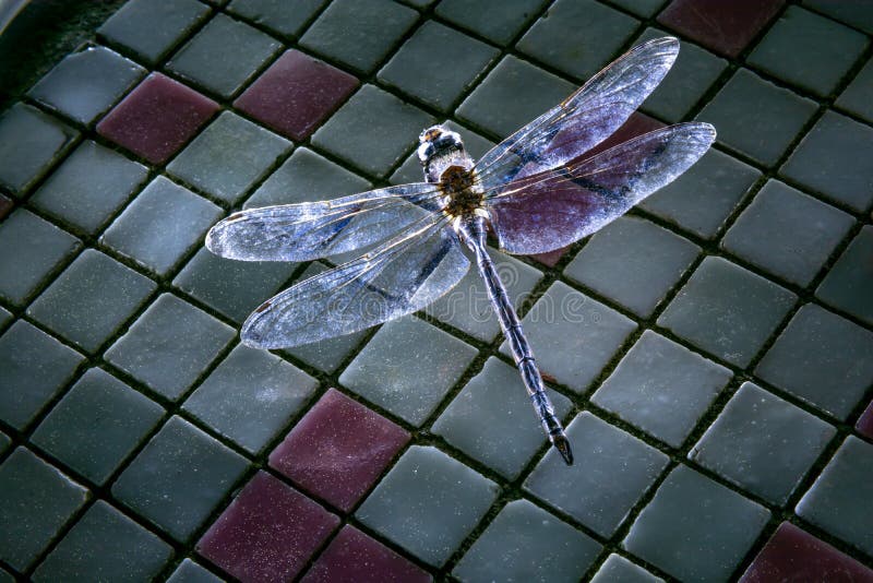 Nuit De Libellule Photos Stock - Téléchargez 385 Photos libres de droits