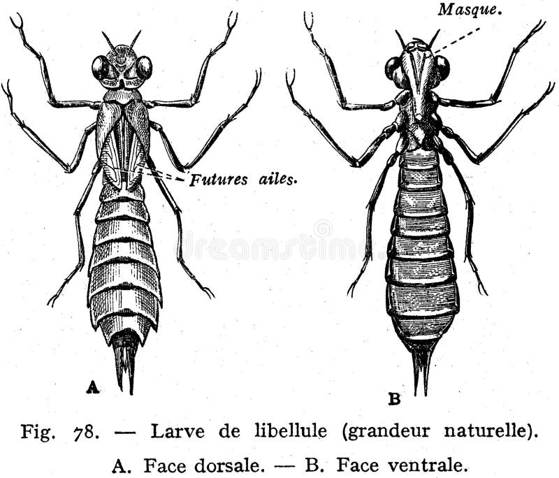 Libellule Picture. Image: 83052690