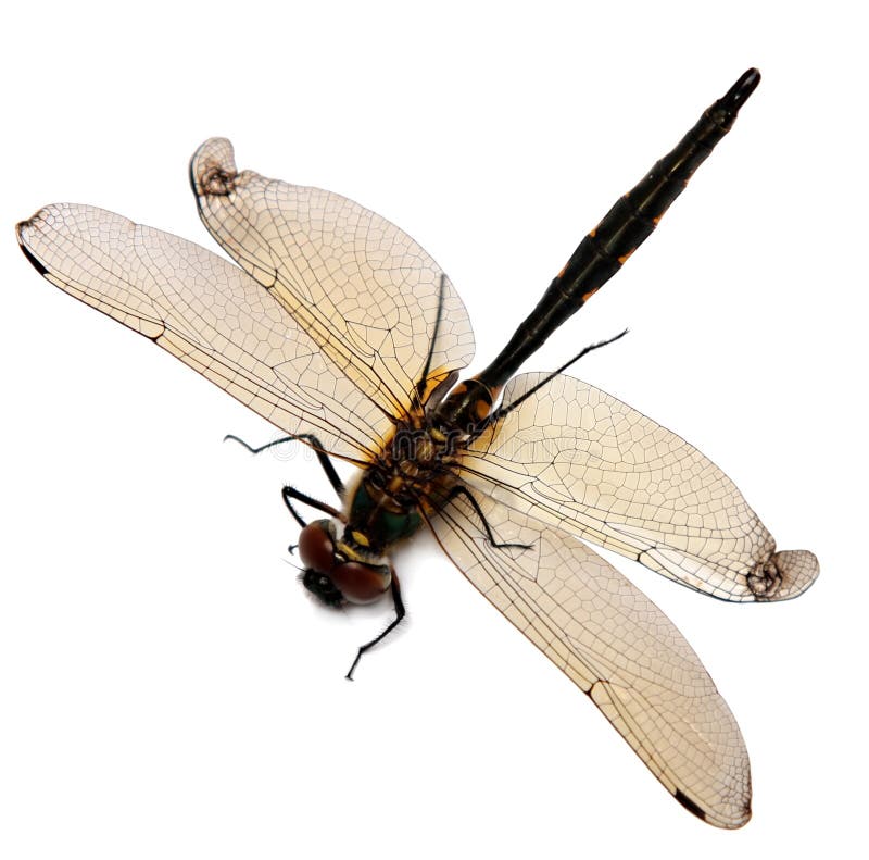 Libellule D'isolement Sur Le Fond Blanc Image stock - Image du ...