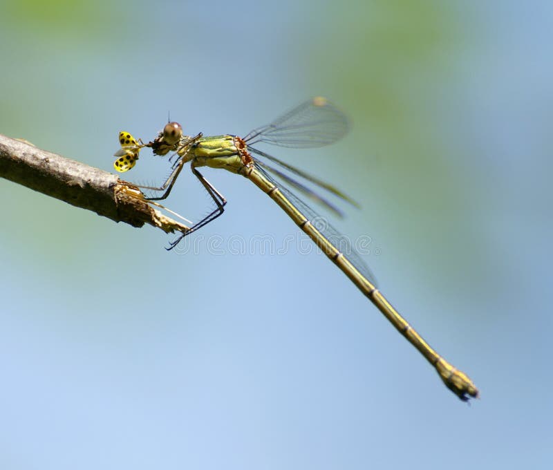 Libellule Mangeant Une Coccinelle Image stock - Image du damselfly ...