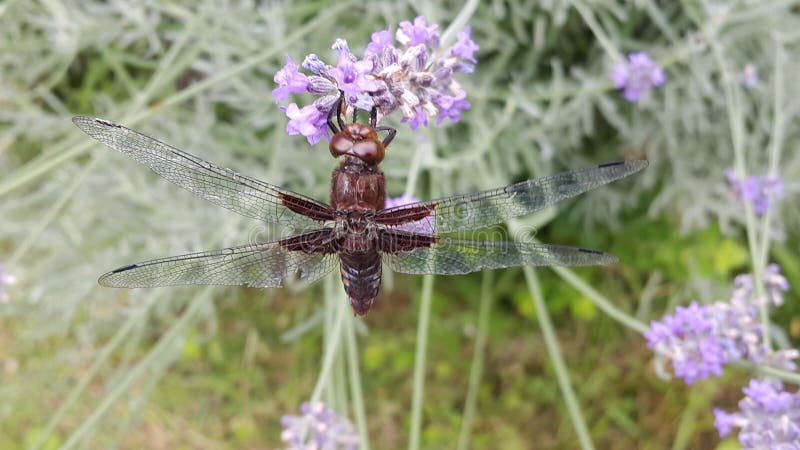 Libellule Mangeant L'insecte Image stock - Image du animal, arbre: 31166207