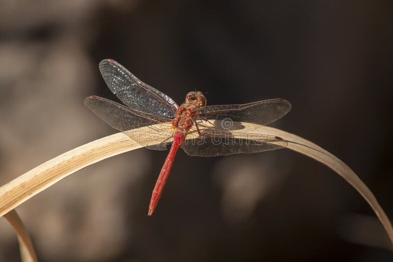 Libellule, Odonata Un Insecte Avec Les Ailes Fragiles Image stock ...