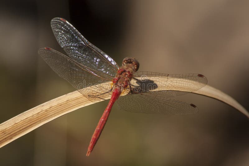 Libellule, Odonata Un Insecte Avec Les Ailes Fragiles Photo stock ...
