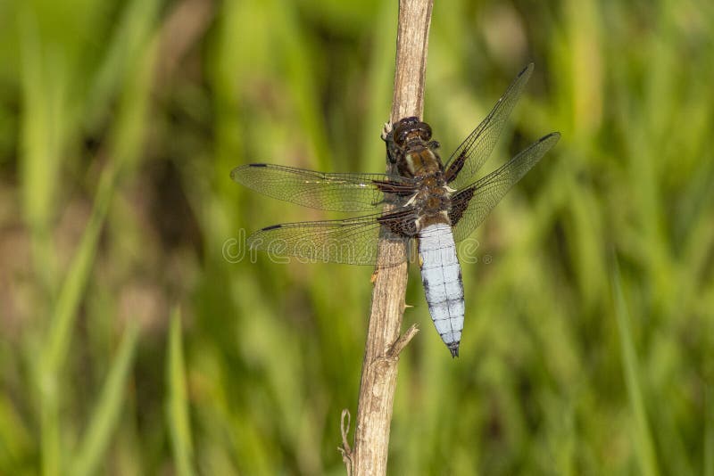 Libellule, Odonata Un Insecte Avec Les Ailes Fragiles Photo stock ...