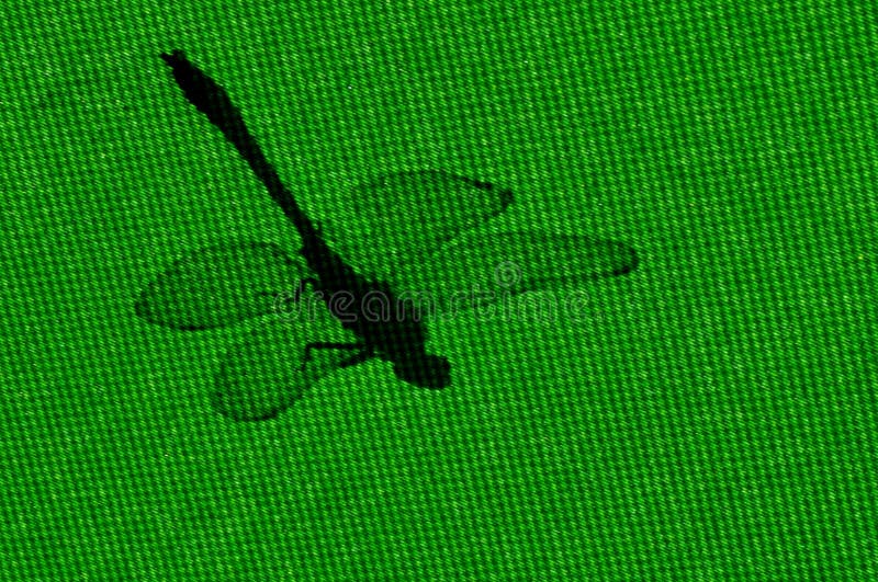 Libellule, Ombre De La Libellule, Monde Des Insectes Image stock ...