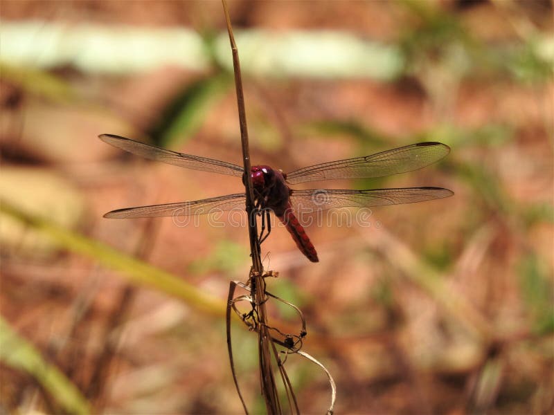 Libellule Pendant La Saison D'accouplement, Costa Rica Photo stock ...