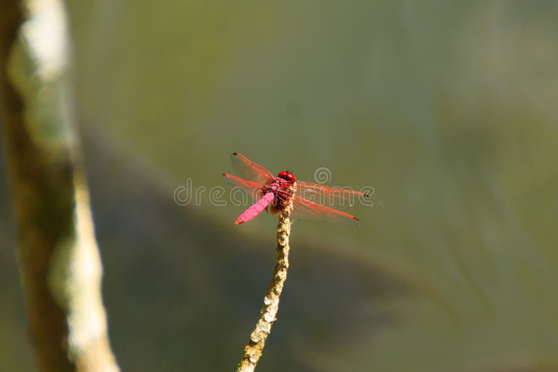 Libellule Rose De Sri Lanka Dropwing Cramoisi, L'aurore De Trithemis ...