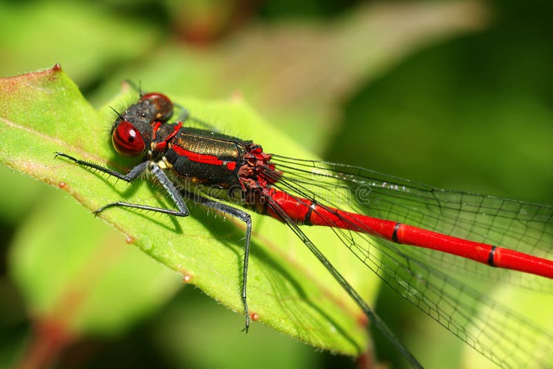 Libellule rouge photo stock. Image du libellule, détail - 10224796