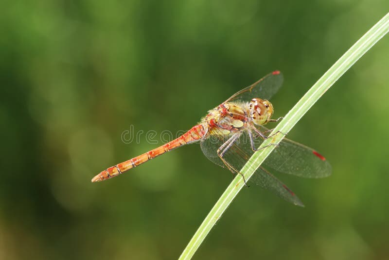 Libellule rouge photo stock. Image du nature, centrale - 12522378