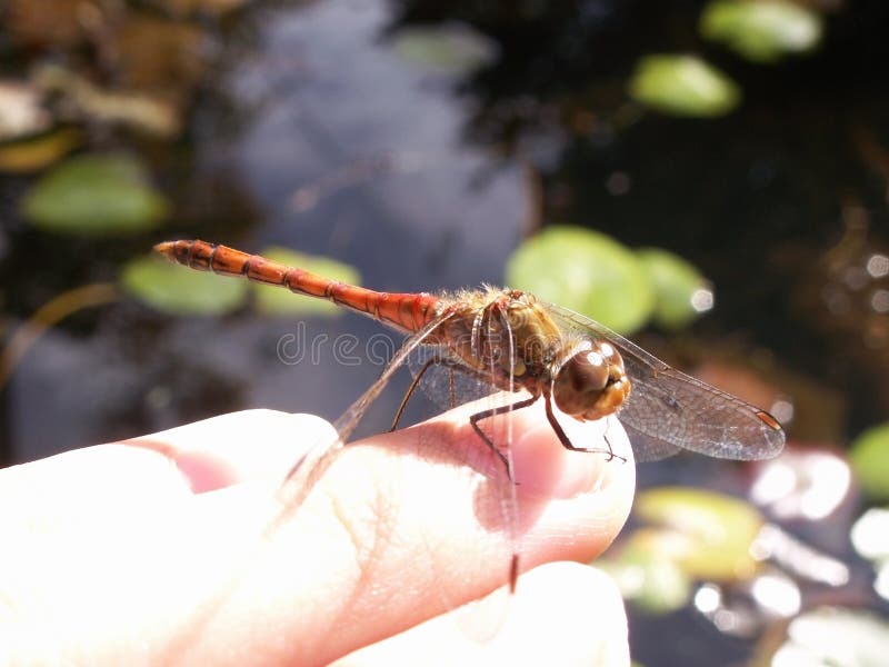 Libellule Méridionale De Colporteur Image stock - Image du dragon ...