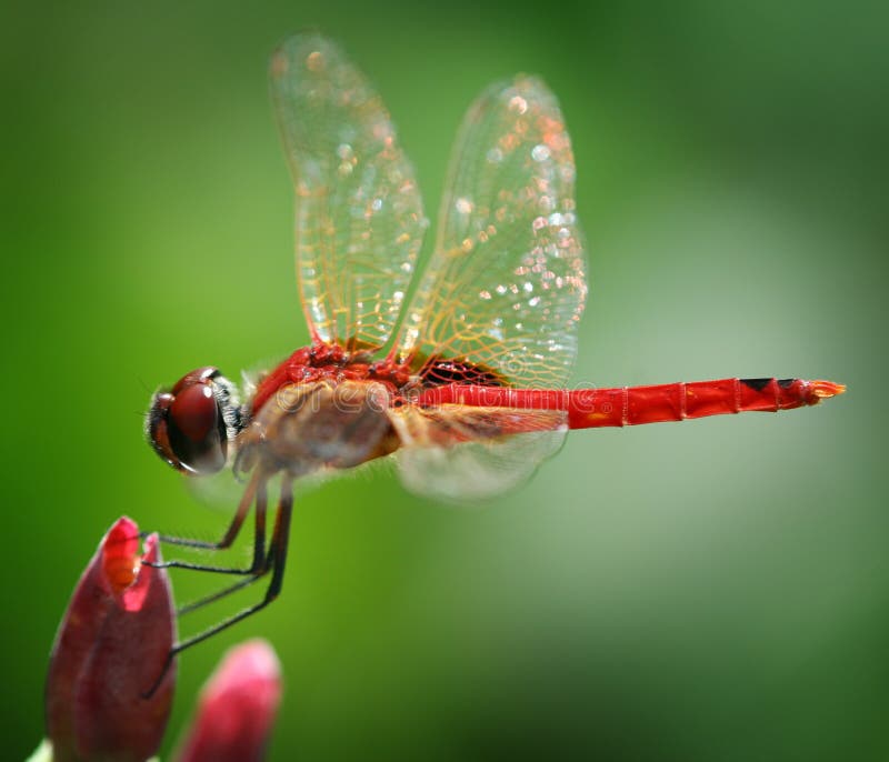 16,026 Photos de Libellule Rouge - Photos de stock gratuites et libres ...