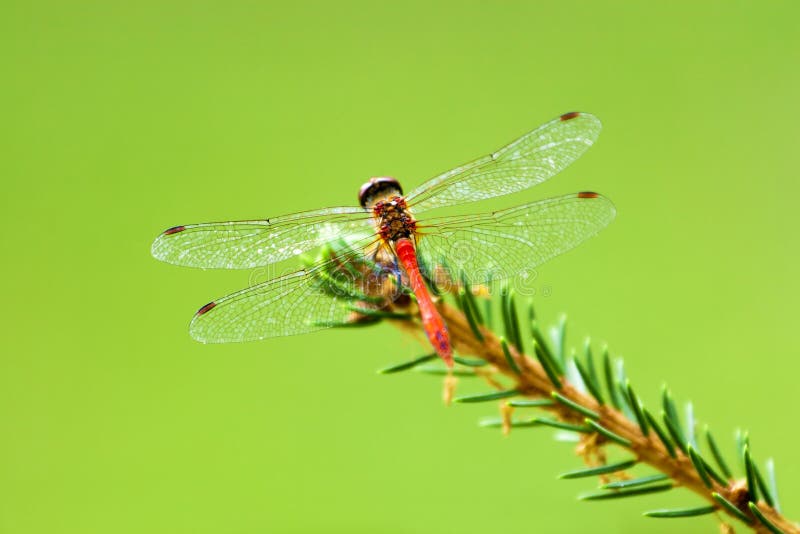 Libellule Rouge Avec La Diffusion D'ailes, Naturellement. Photo stock ...