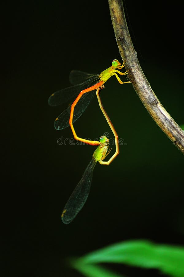 Libellule Rouge De L'accouplement Image stock - Image du deadwood ...