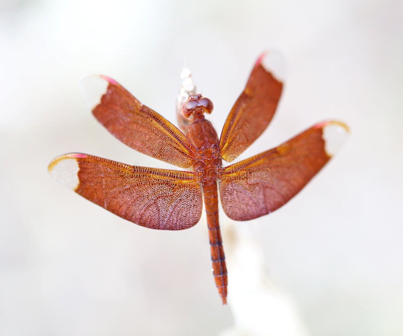 Libellule rouge exotique image stock. Image du biologie - 38147611