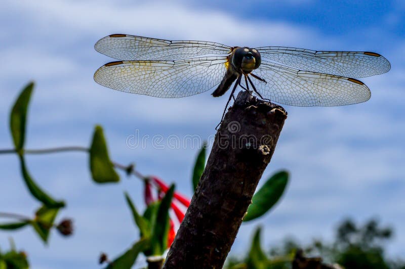 Libellule Reposant Sur La Branche En Bois Du Gros Plan Vert De ...