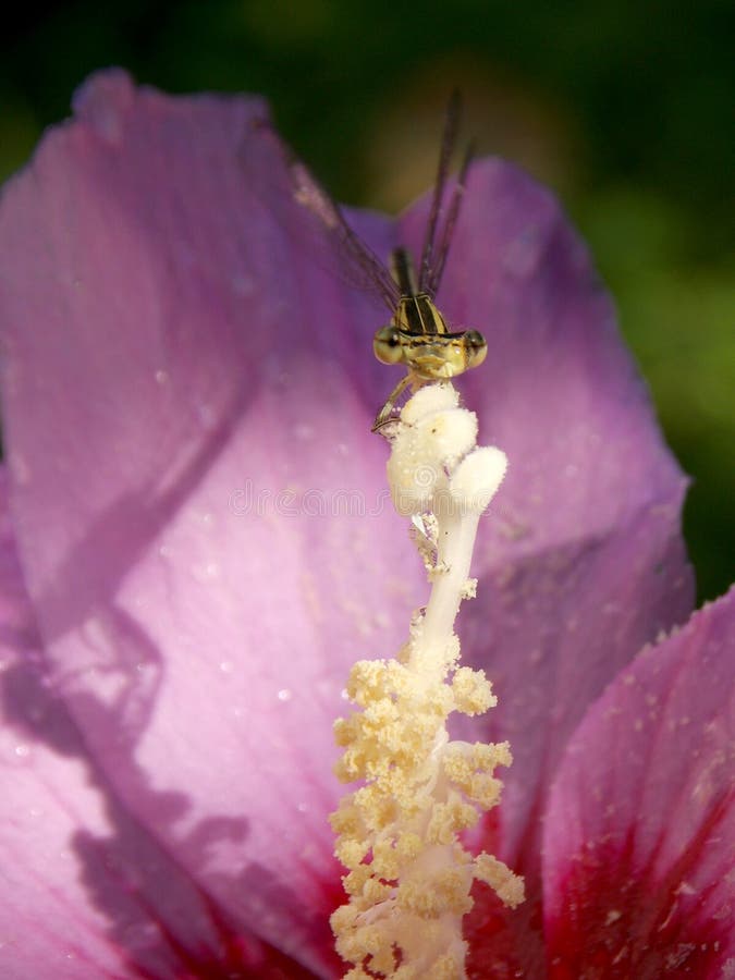 Libellule Sur La Fleur Rose Image stock - Image du libellule, animal ...