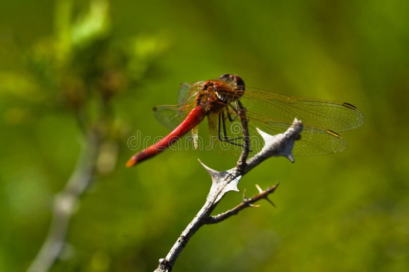 Libellule Sur Le Branchement Photo stock - Image du rouge, antenne ...
