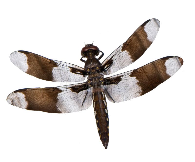 Libellule Sur Un Fond Blanc Photo stock - Image du isolement, chasse ...