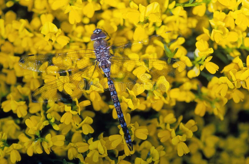 Libellule Sur Les Fleurs Jaunes Photo stock - Image du centrale ...