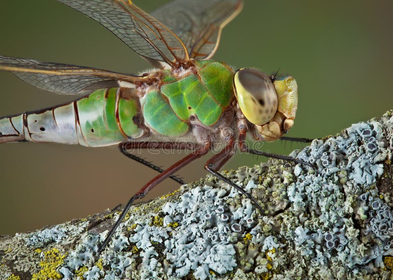Libellule Verte Sur Le Branchement Image stock - Image du libellule ...