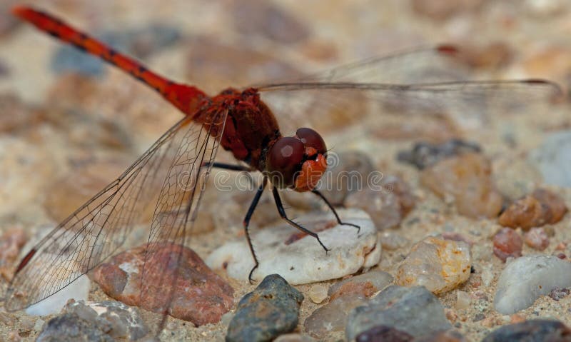 Libellule - visage rouge photo stock. Image du nature - 39773650