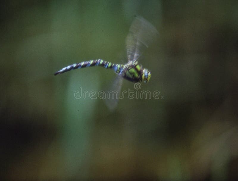 Libellule in Volo E Deposte Uova Fotografia Stock - Immagine di snello ...