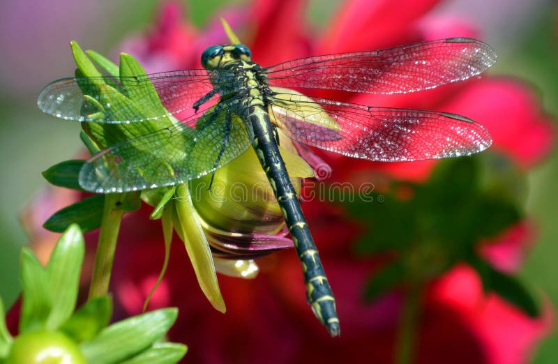 13,507 Photos de Libellules - Photos de stock gratuites et libres de ...