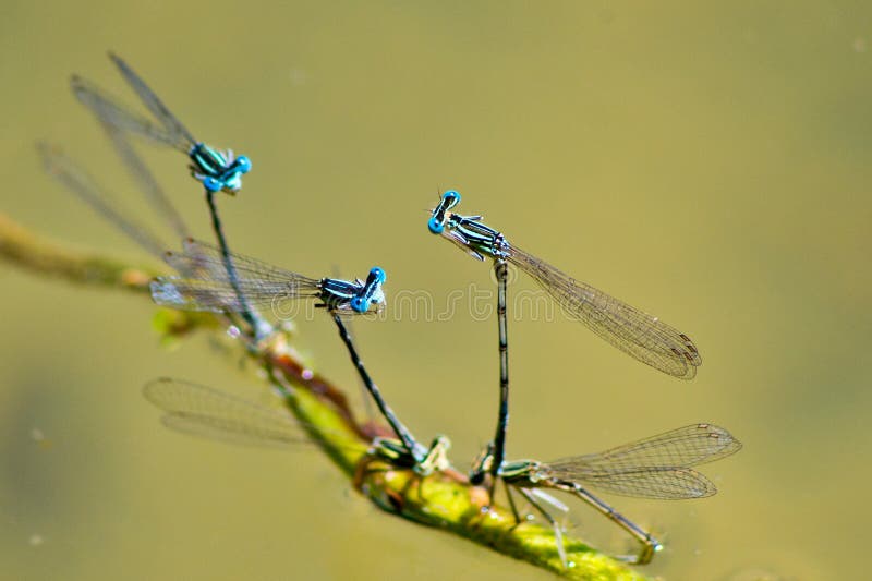 Libellules Bleues D'accouplement Et De Reproduction Sur Le Lac Image ...