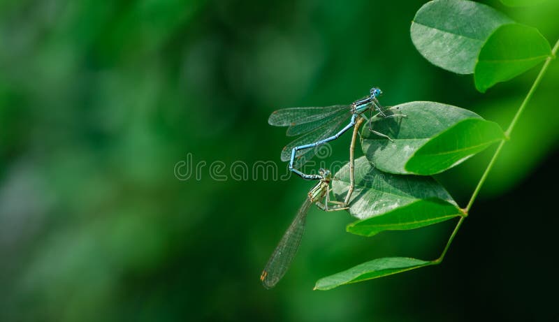 Libellules de accouplement image stock. Image du grand - 30435681