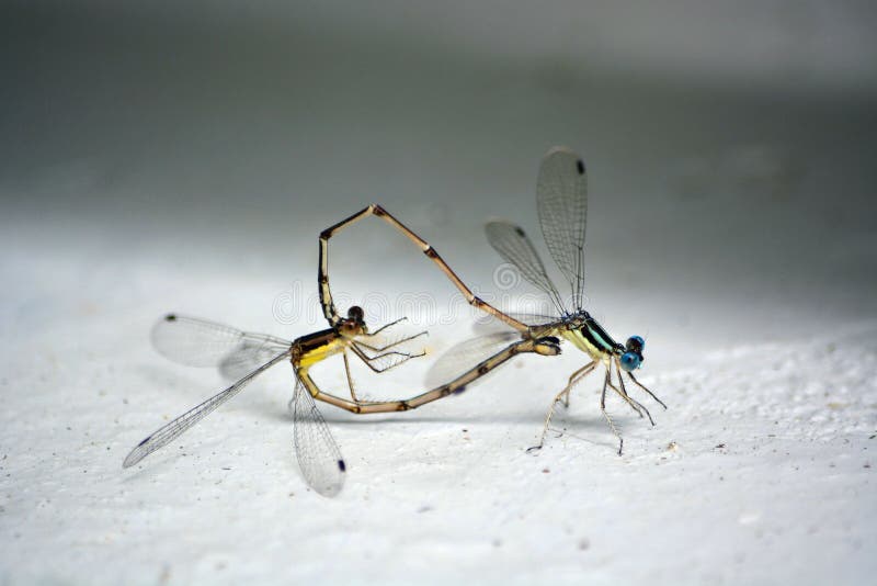 Accouplement De Deux Libellules Insectes Se Reposants Sur Une Lame D ...
