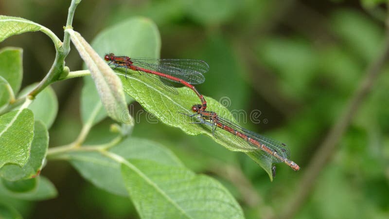 Libellules De Accouplement De Jeu Image stock - Image du nature, animal ...