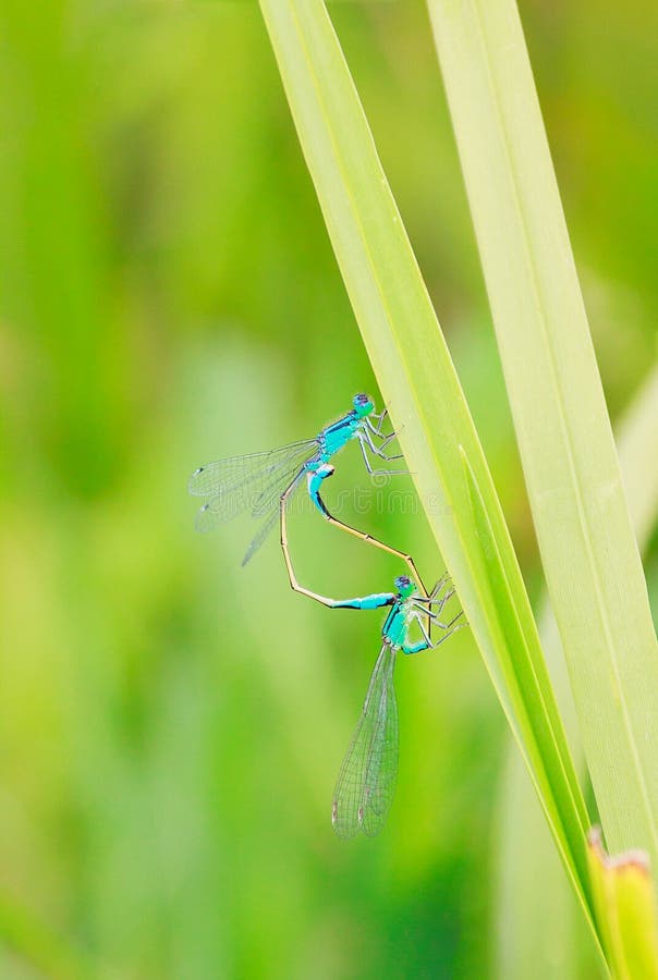 Libellules Rouges Et Bleues Volant Au-dessus Du Pinceau Multicolore ...