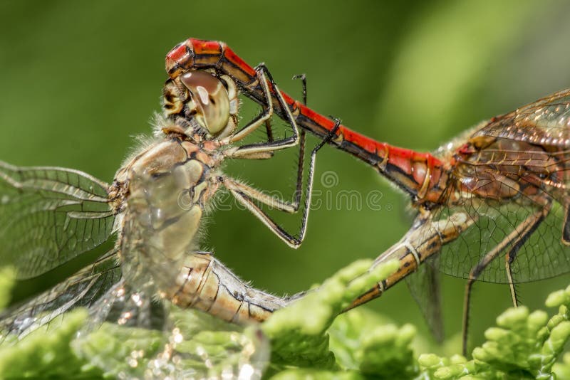 Saison D'accouplement De Libellules Photo stock - Image du brun ...