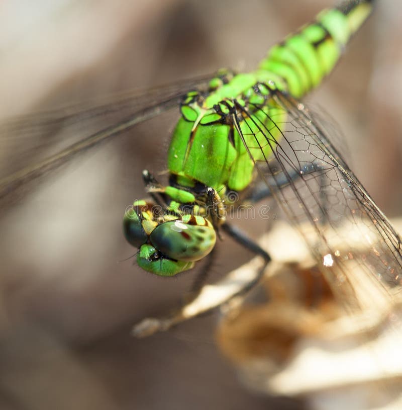Grote groene libel stock afbeelding. Image of lichaam - 59559489