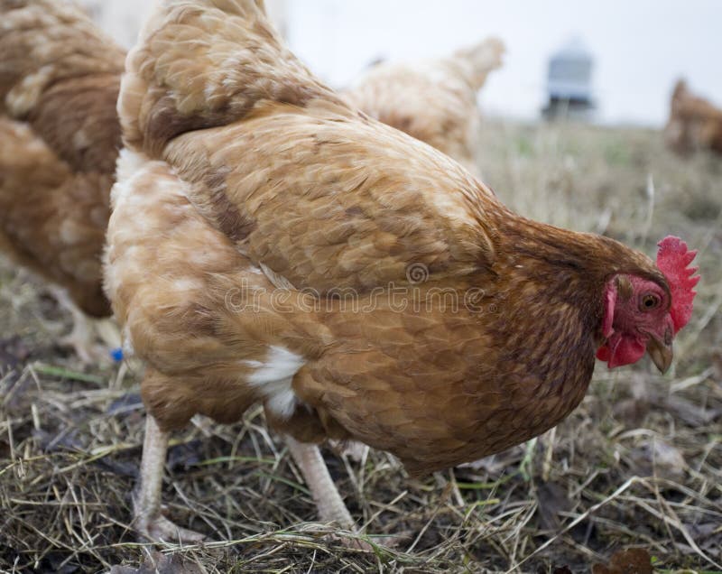 Dos pollos del corral imagen de archivo. Imagen de alimento - 13933235