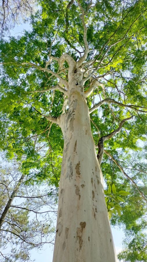The Libidibia Ferrea Tree, or Formerly Caesalpinia Ferrea, is Known As ...