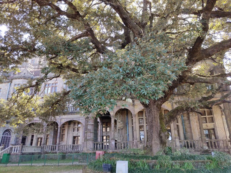The Library Building on the Back of the Big Tree Stock Image - Image of ...
