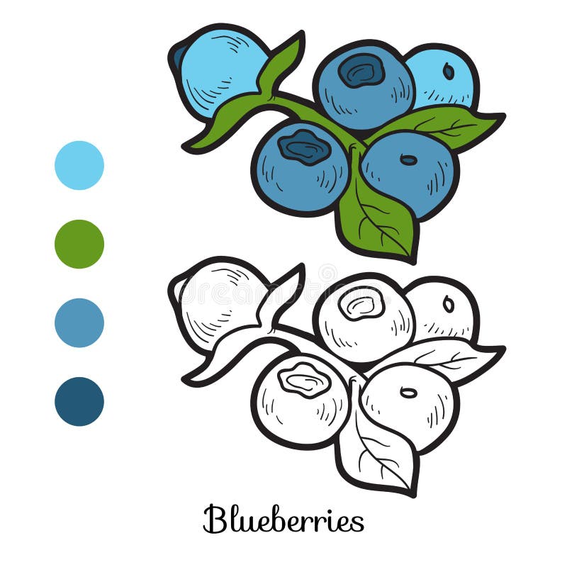 Libro De Colorear Frutas Y Verduras Arándanos Ilustración Del Vector