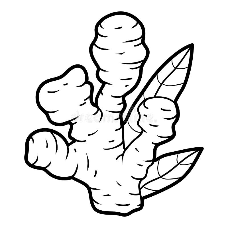 Libro De Colorear, Jengibre De La Planta Ilustración del Vector ...