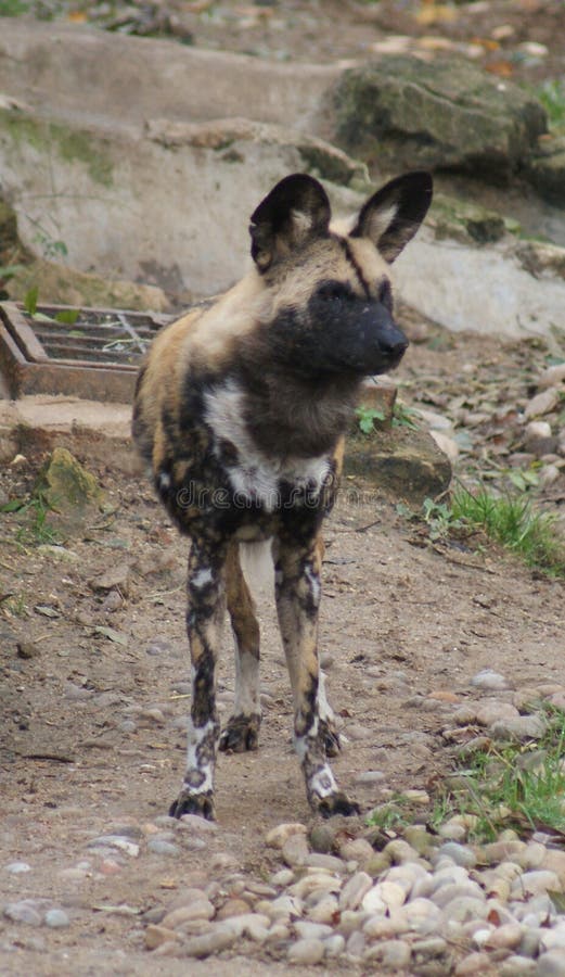Licaone - pictus di Lycaon fotografia stock. Immagine di pacchetto ...