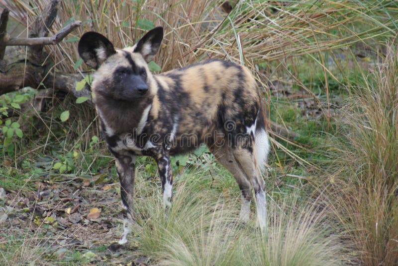 Licaone - pictus di Lycaon fotografia stock. Immagine di pacchetto ...