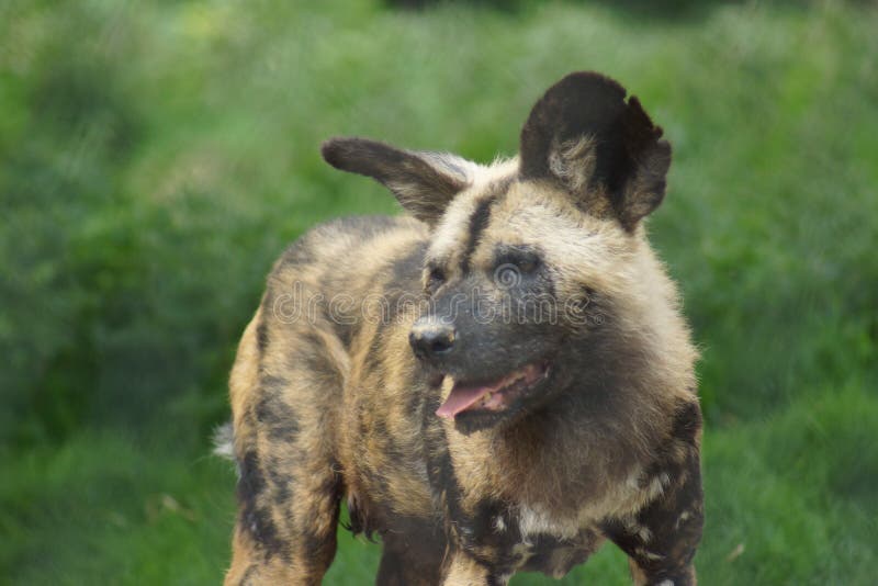 Licaone - pictus di Lycaon fotografia stock. Immagine di pacchetto ...