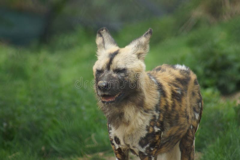 Licaone - pictus di Lycaon fotografia stock. Immagine di pacchetto ...