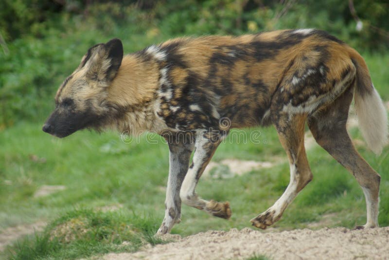 Licaone - pictus di Lycaon fotografia stock. Immagine di pacchetto ...