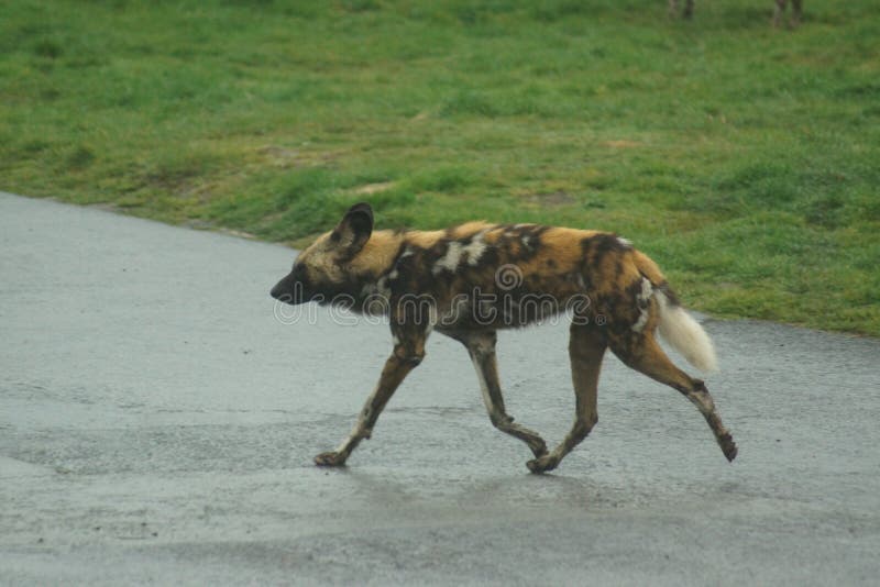Licaone - pictus di Lycaon fotografia stock. Immagine di pacchetto ...